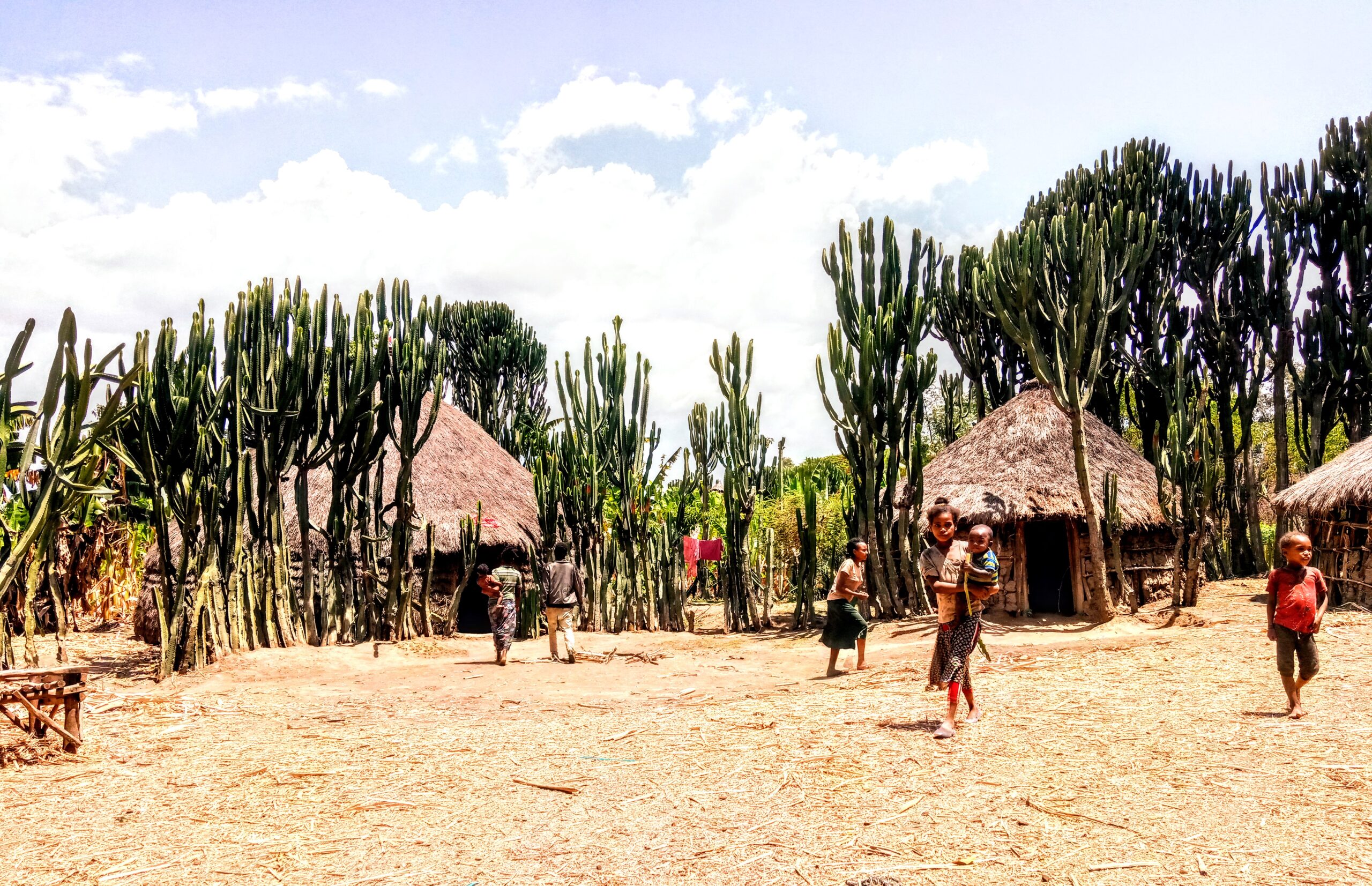 Home - Sidama Development Association